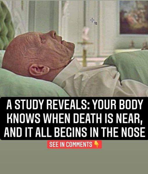 A Study Reveals: Your Body Knows When Death Is Near, And It All Begins ...